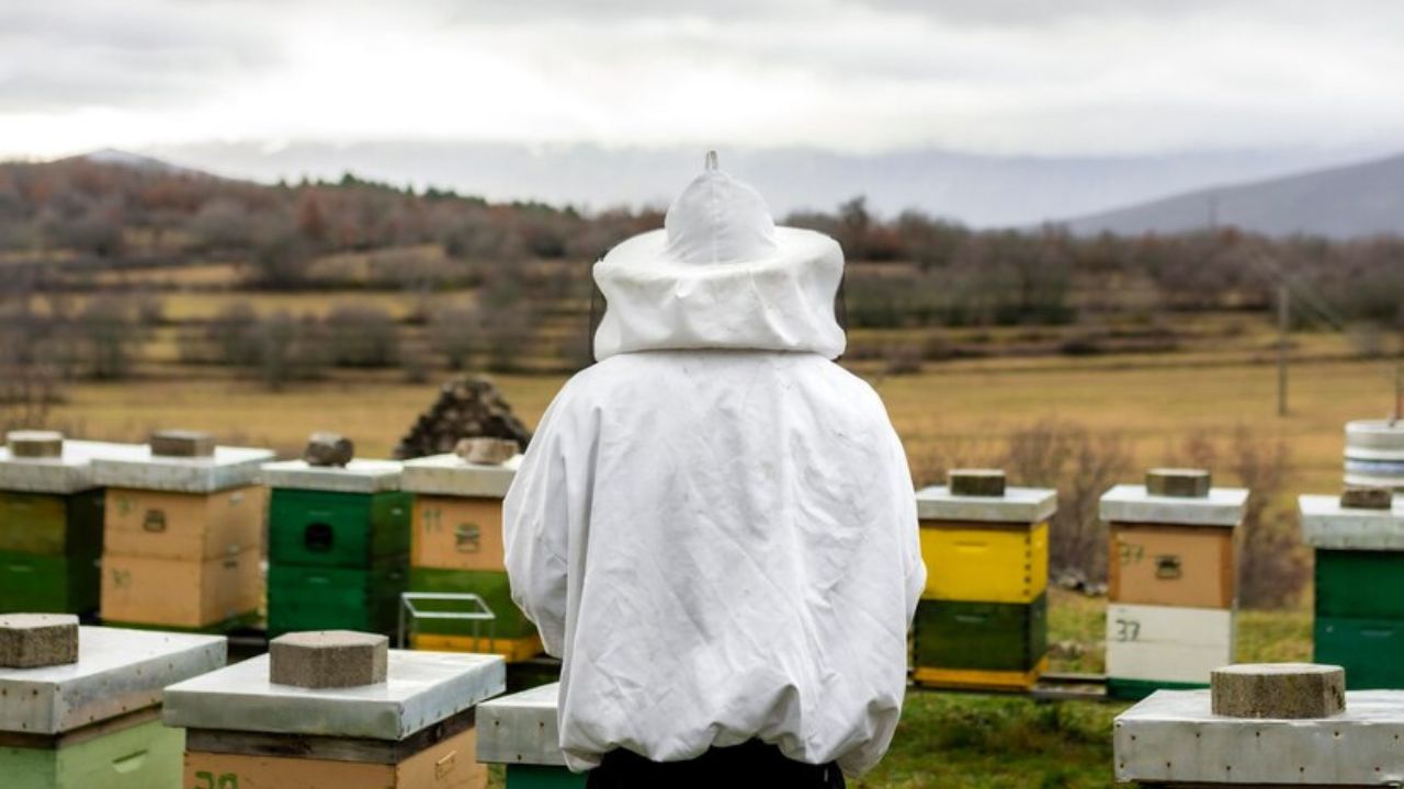 Where Will hive fotune Be 1 Year From Now?